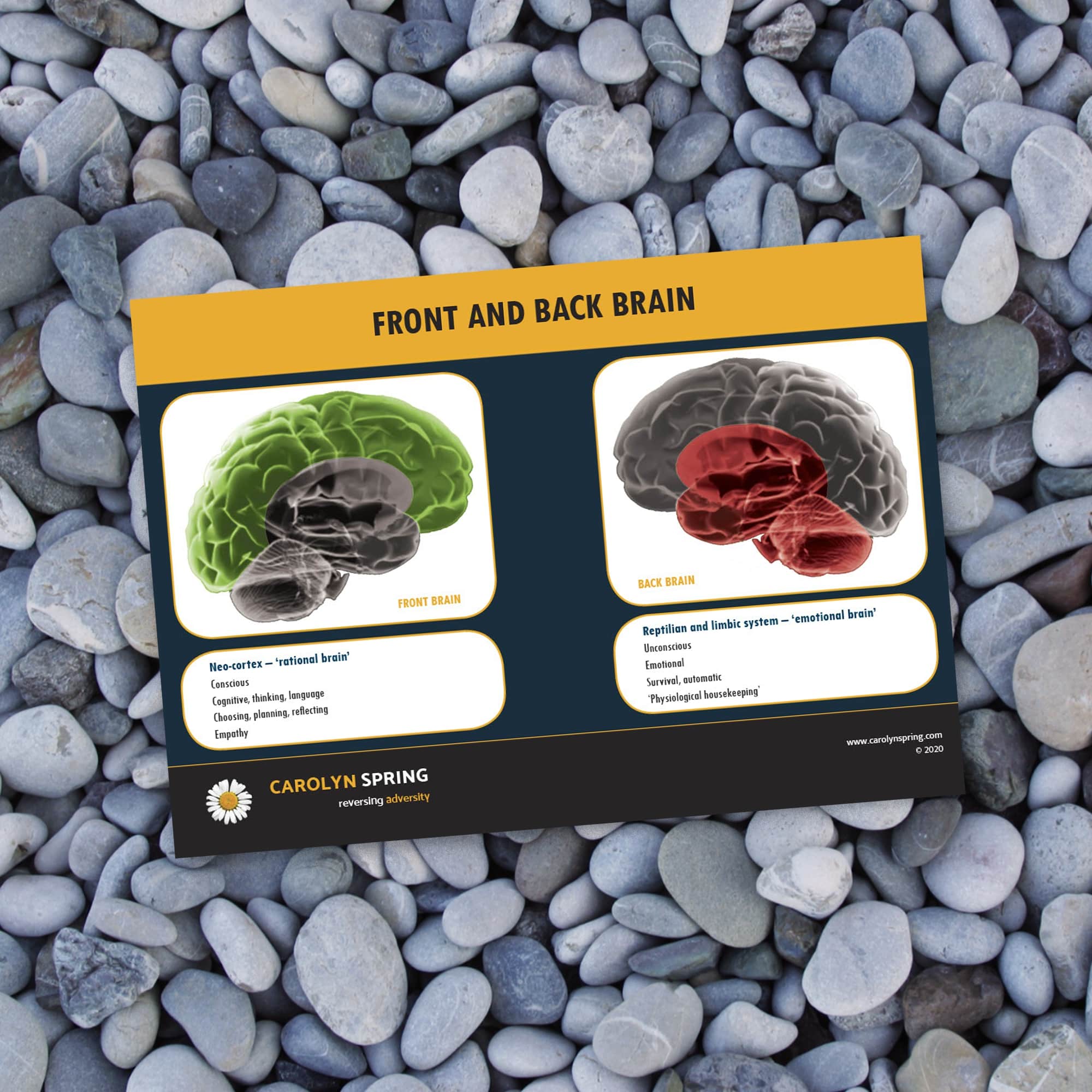 Front and Back Brain (Poster) | Carolyn Spring