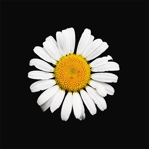 About | Carolyn Spring